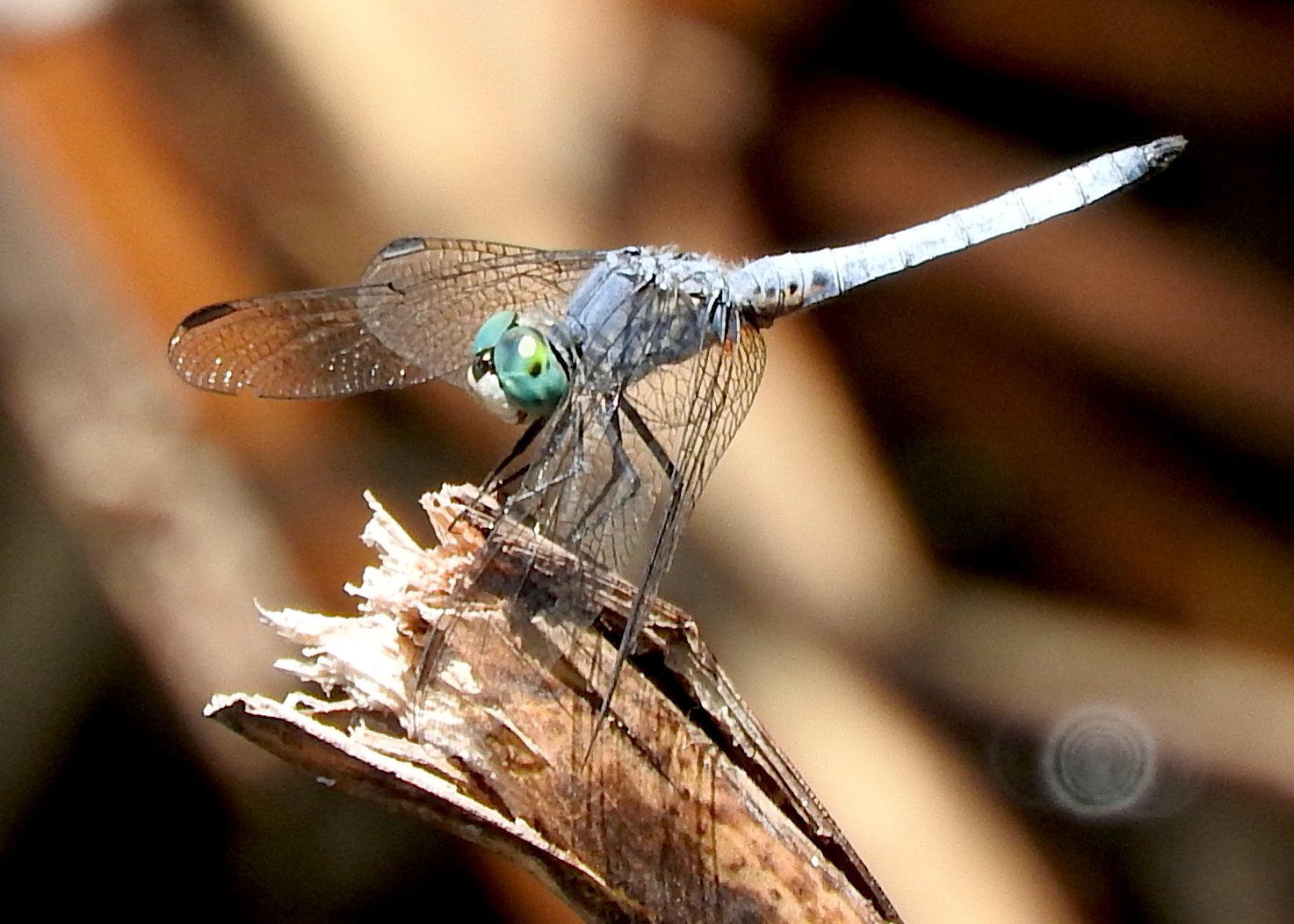 Solve Blue Dasher Dragonfly, Discovery Lake, San Marcos, California ...