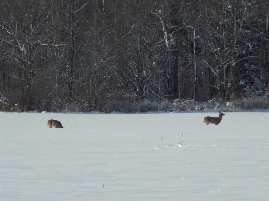 Solve Deer foraging in the field through the snow jigsaw puzzle online ...