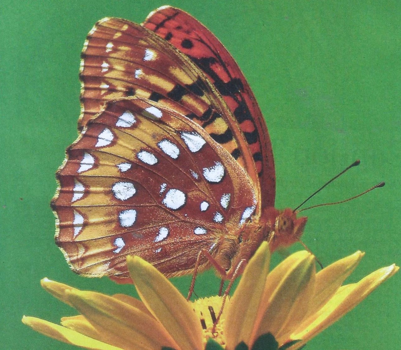 Solve Great Spangled Fritillary Butterfly Birds & Blooms jigsaw puzzle ...
