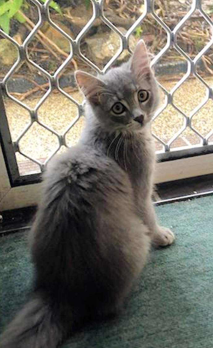 Solve Delta Blue jigsaw puzzle online with 40 pieces