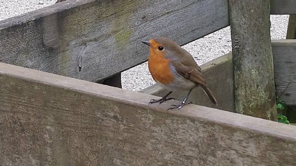 Solve Another Little Red Robin jigsaw puzzle online with 60 pieces
