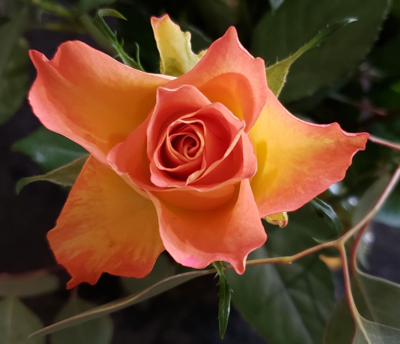 Solve Rose jigsaw puzzle online with 42 pieces