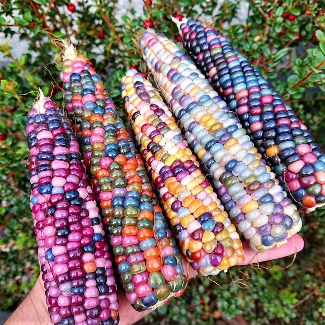 Solve GLASS GEM or PEARL OF GLASS, variety of corn jigsaw puzzle online ...