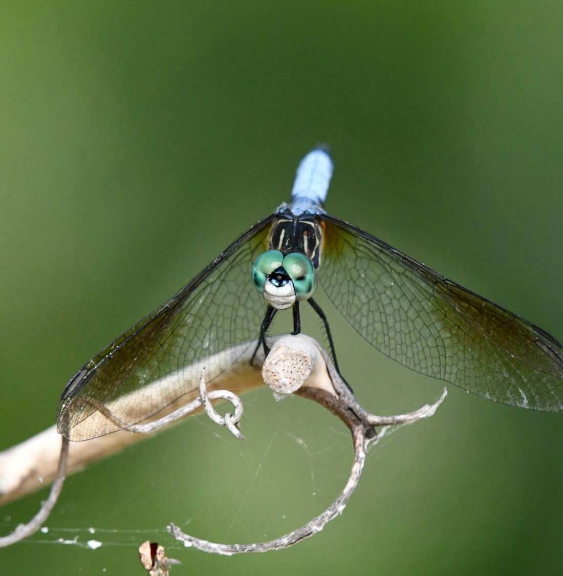 Solve Dragon Fly on Long Island, near New York City, NY, USA jigsaw ...