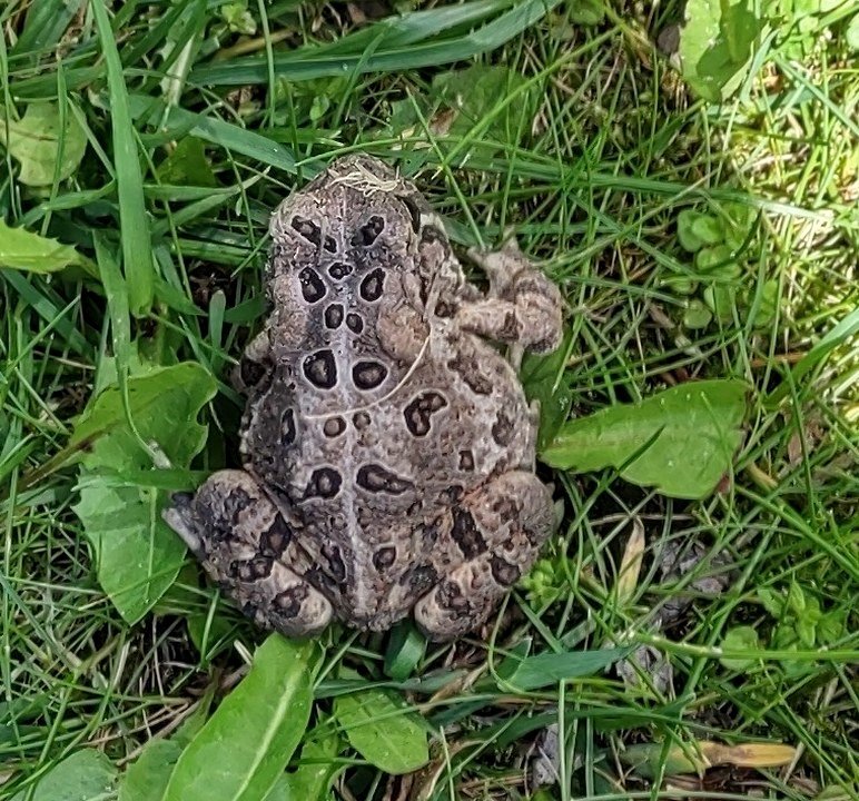 Solve My Invaluable Garden Helper jigsaw puzzle online with 25 pieces