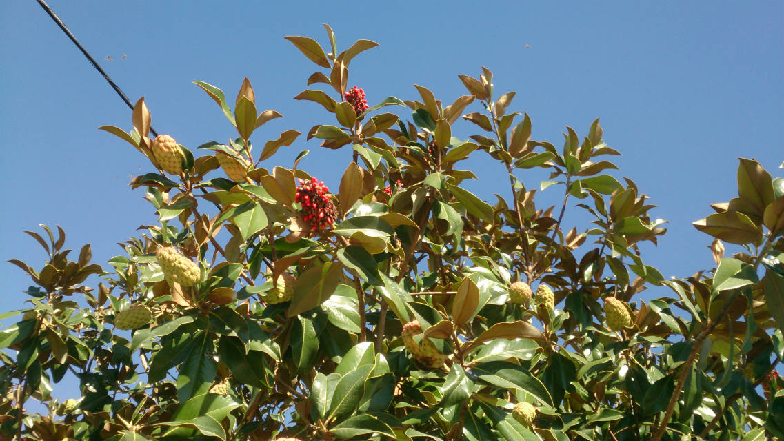 Solve FICUS TREE IN BLOOM jigsaw puzzle online with 28 pieces