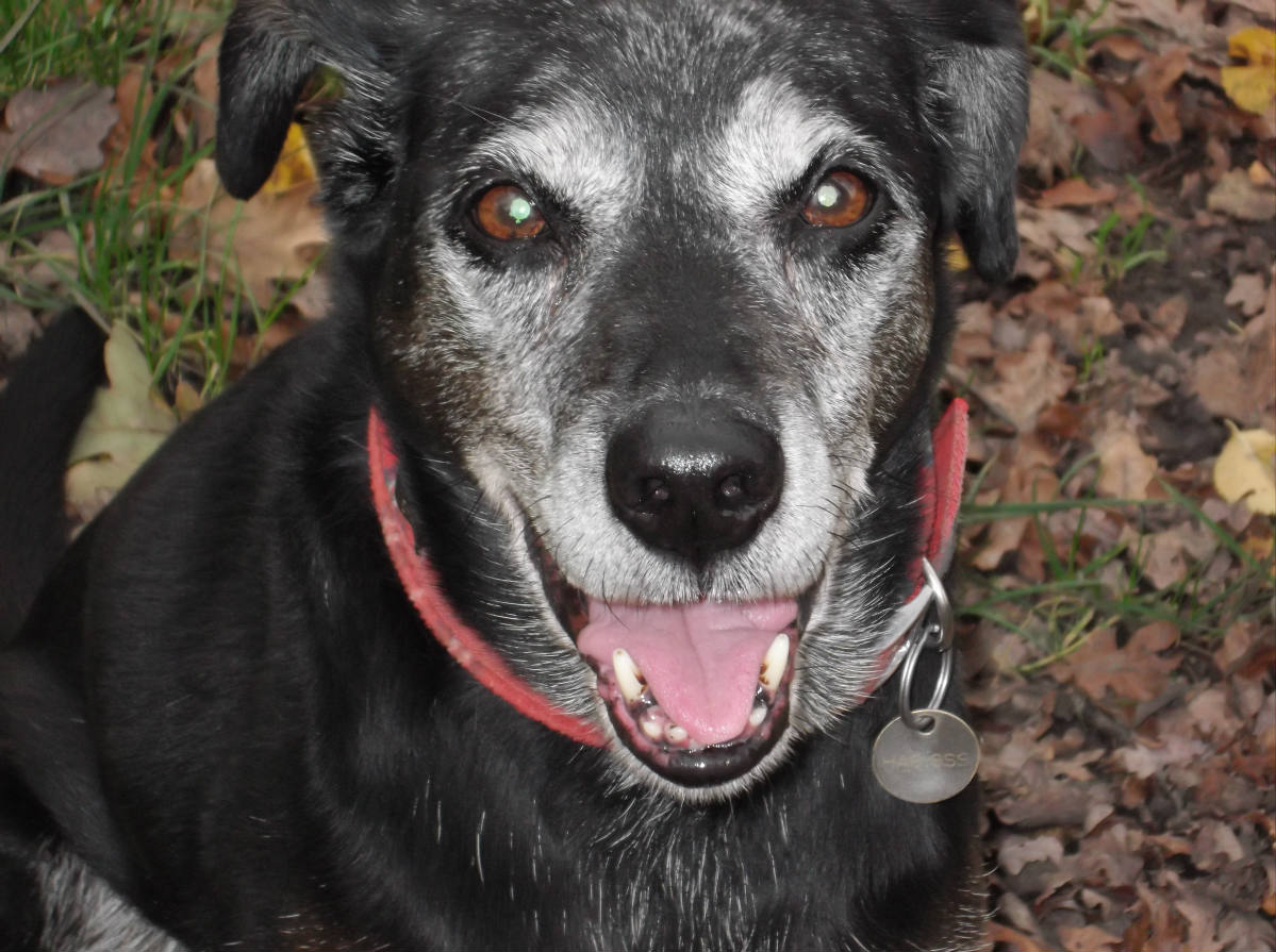 Solve Polly Laughing jigsaw puzzle online with 88 pieces