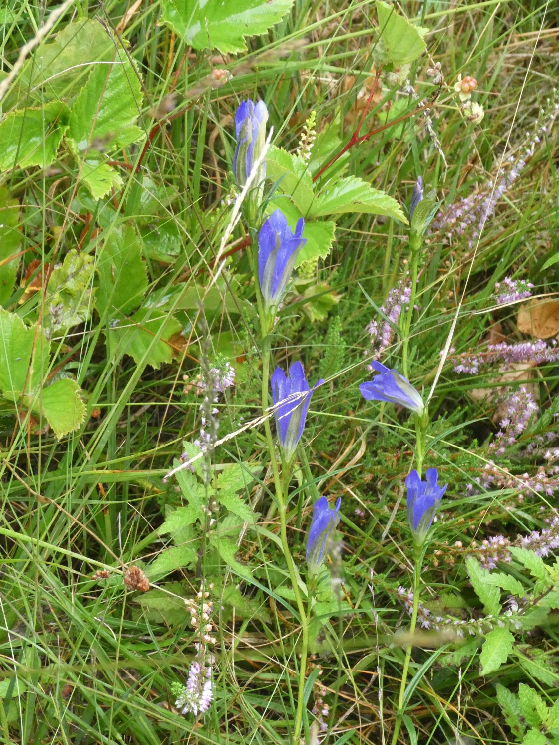 Solve Small flowers. Klokjesgentiaan / Gentiana pneumonanthe. Quite ...