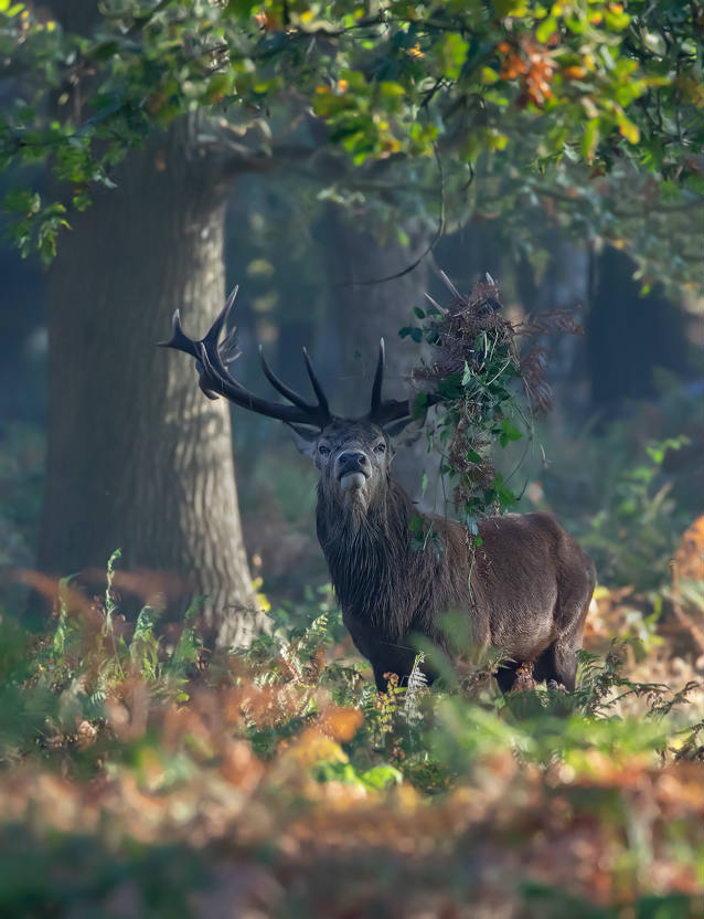 Solve Red deer stag jigsaw puzzle online with 20 pieces