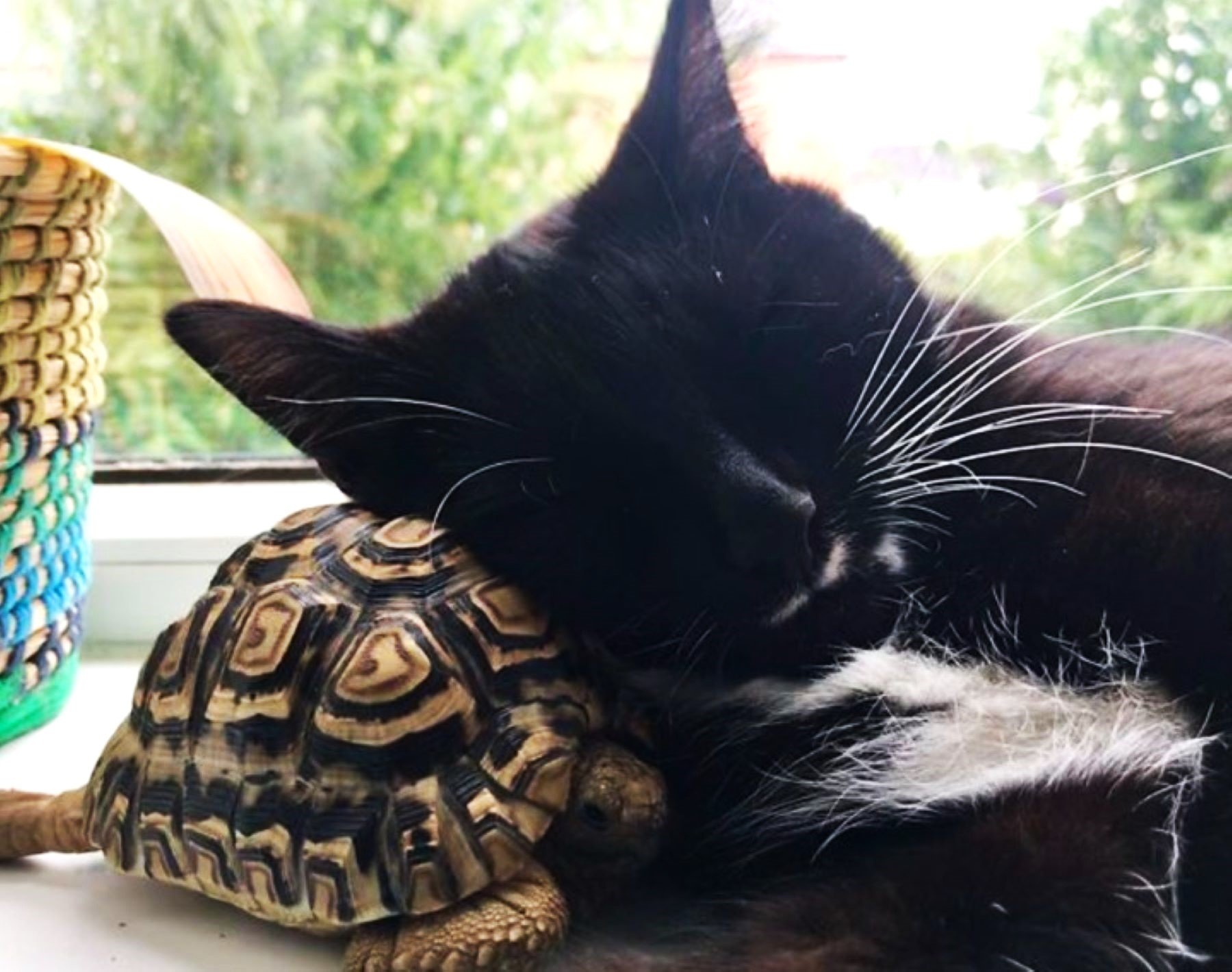 Solve Tortoise and the Cat jigsaw puzzle online with 180 pieces