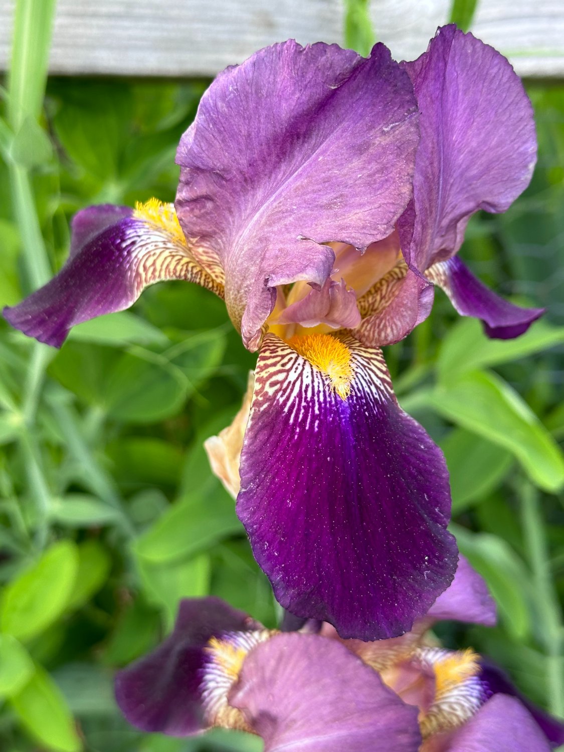 Solve My friends' red-purple iris, one of many! jigsaw puzzle online ...