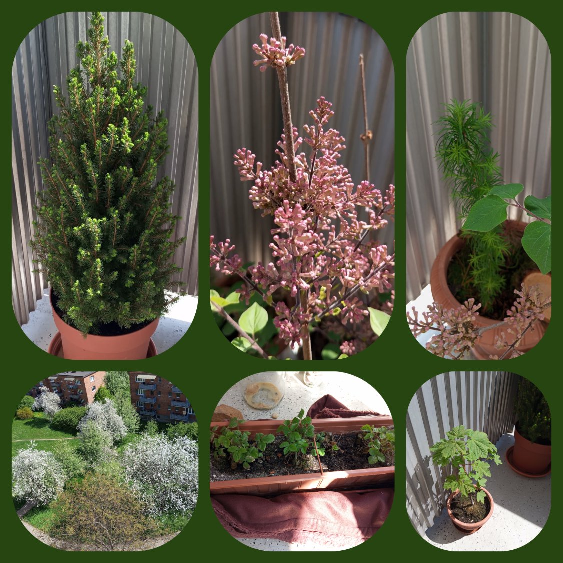 Solve Balkon rostliny a pohled z balkonu dolů / Balcony plants and view ...