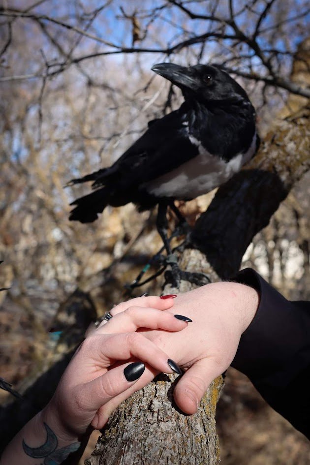 Solve Crow jigsaw puzzle online with 150 pieces