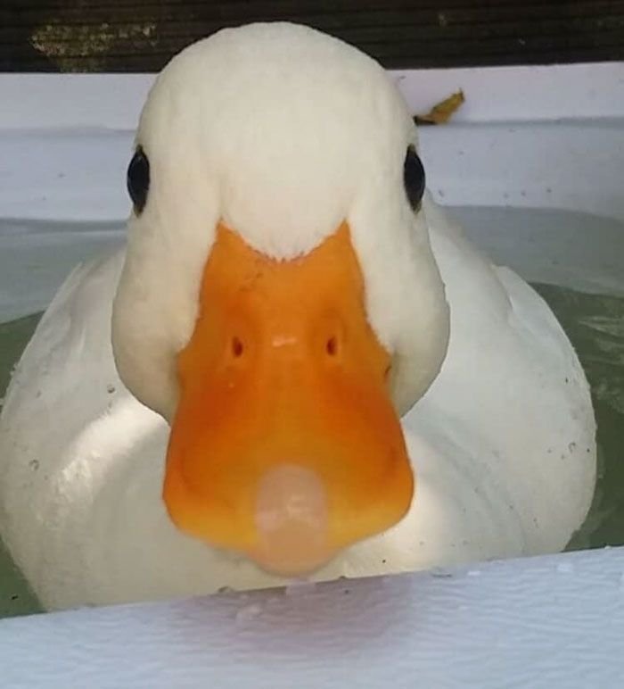 Solve Quacko jigsaw puzzle online with 9 pieces