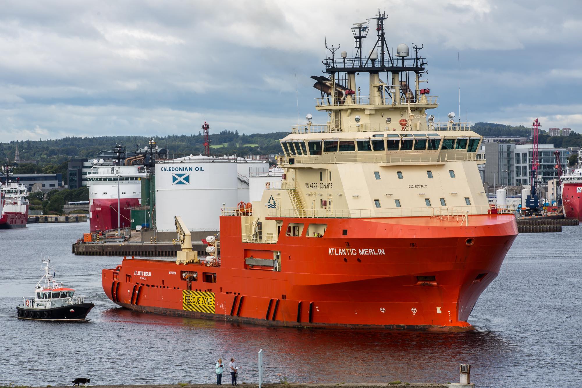 Solve "Atlantic Merlin"!! jigsaw puzzle online with 352 pieces