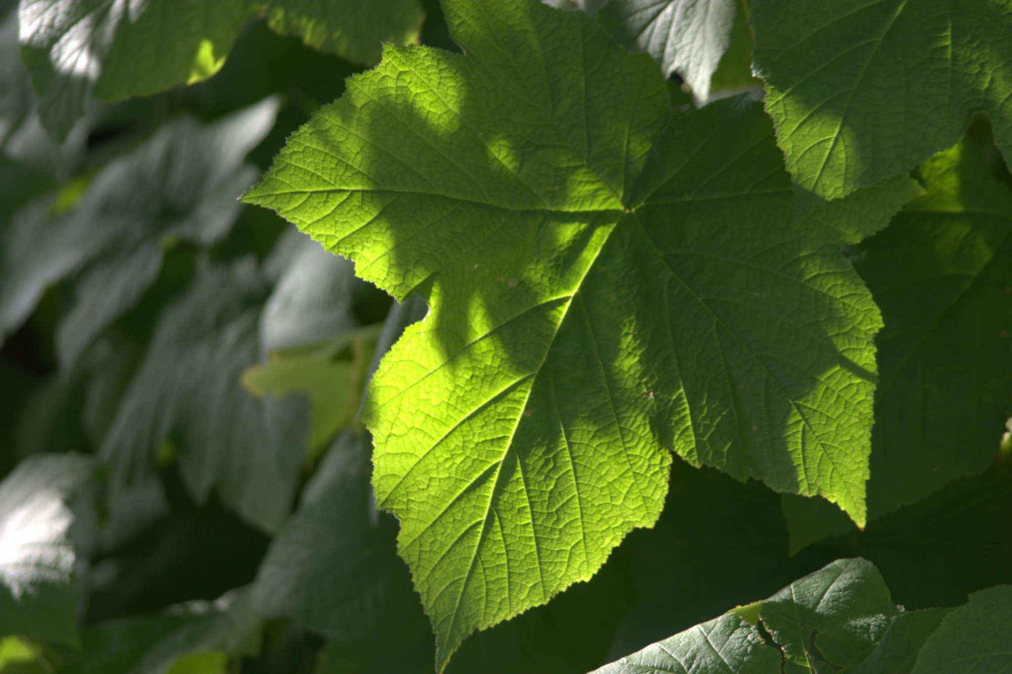 Solve Leaves of purple-flowered raspberry jigsaw puzzle online with 187 pieces