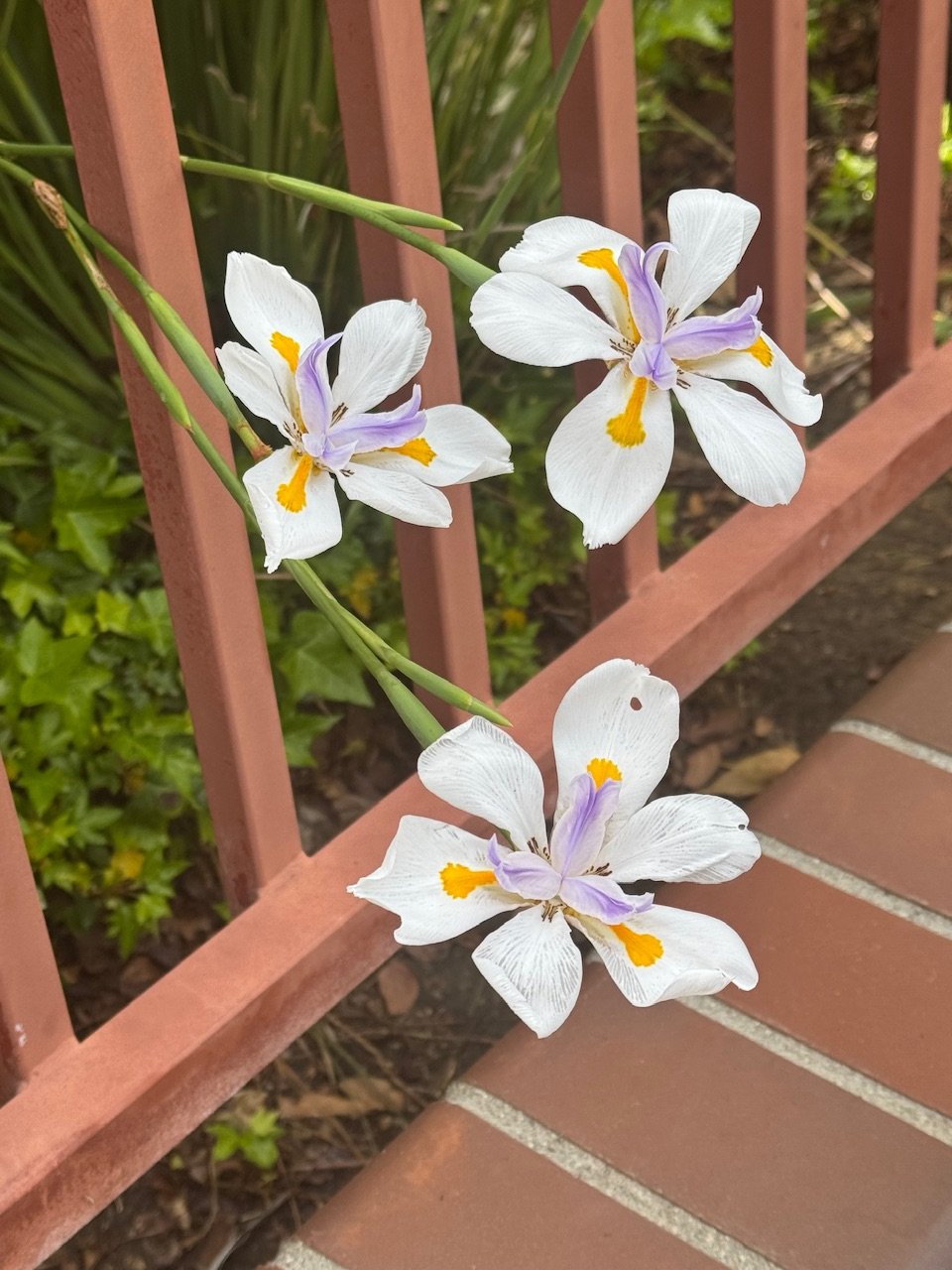 Puslespil | 300 brikker | Lilies-2 | Jigidi