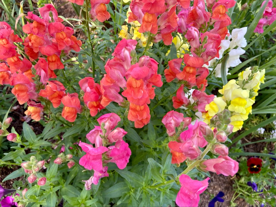 Solve Snapdragons jigsaw puzzle online with 20 pieces