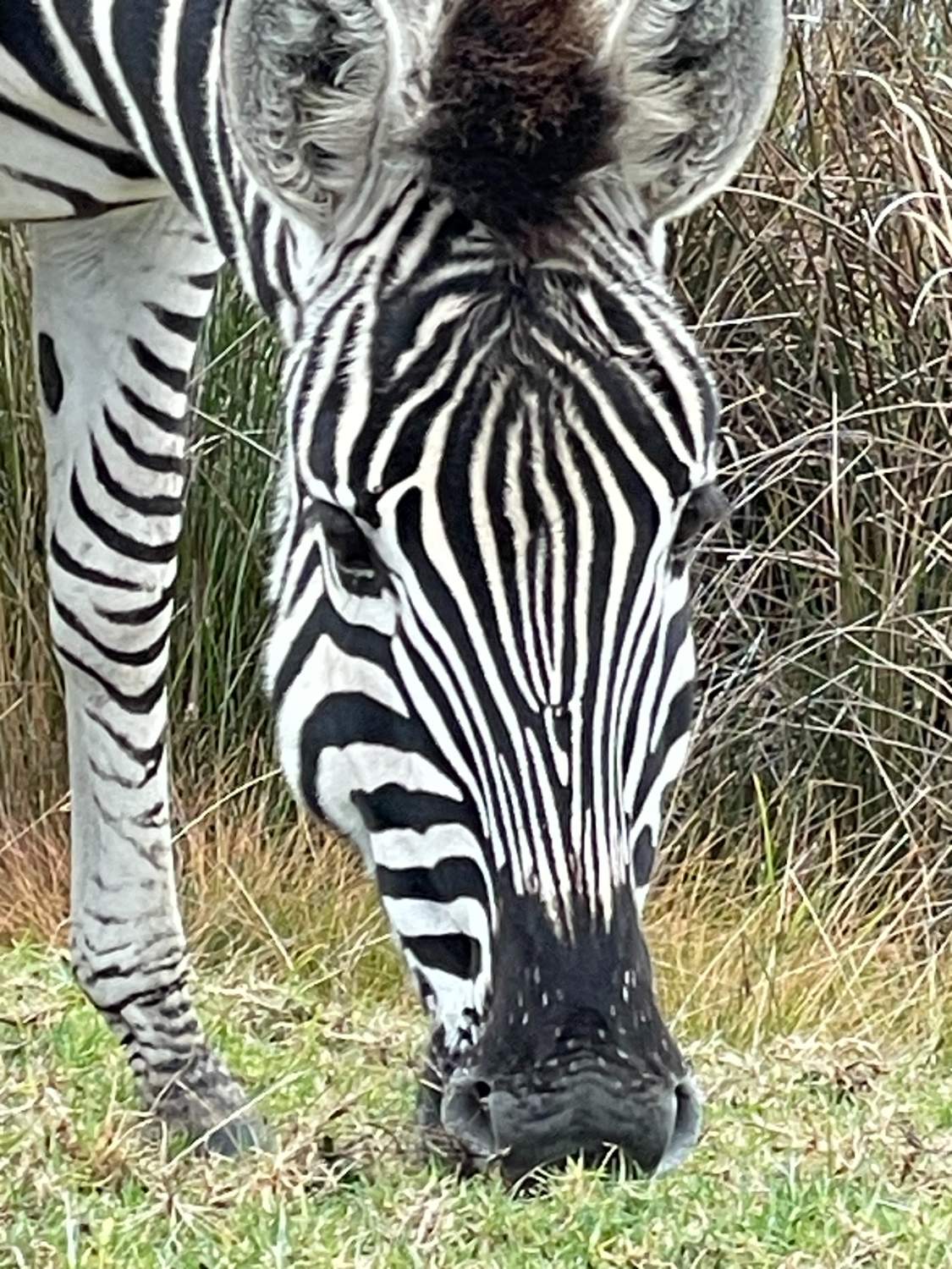 Solve Zebra jigsaw puzzle online with 300 pieces