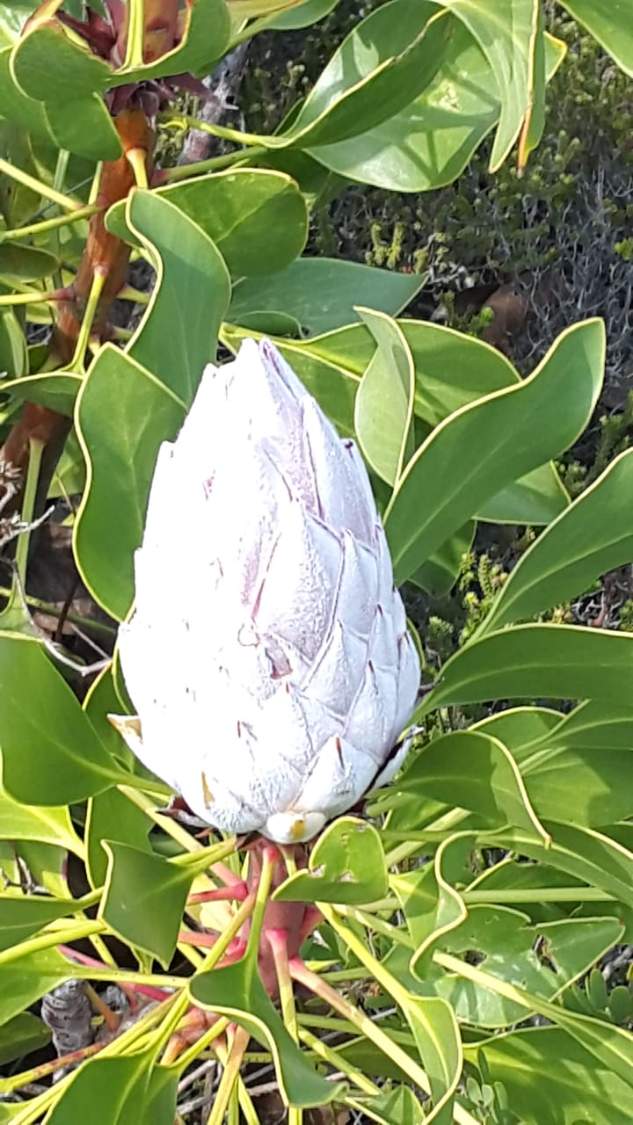 Solve Protea. South Africa, jigsaw puzzle online with 40 pieces