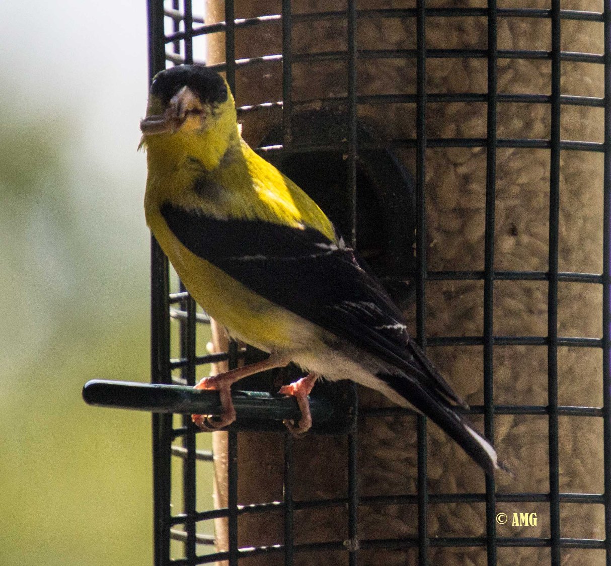 Solve Goldfinch With Sunglasses? jigsaw puzzle online with 9 pieces