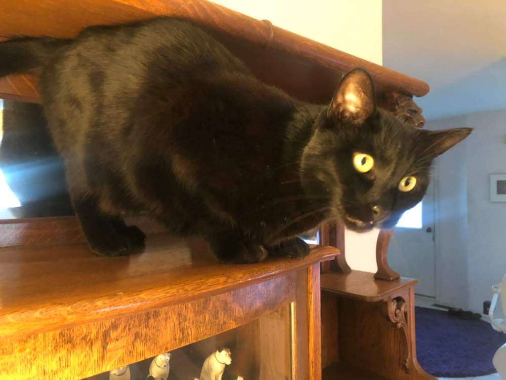 Solve October 27th is National Black Cat Day! jigsaw puzzle online with ...