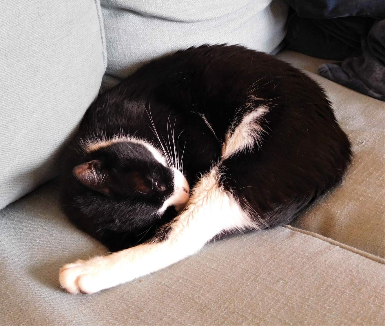 Solve The contortionist jigsaw puzzle online with 42 pieces