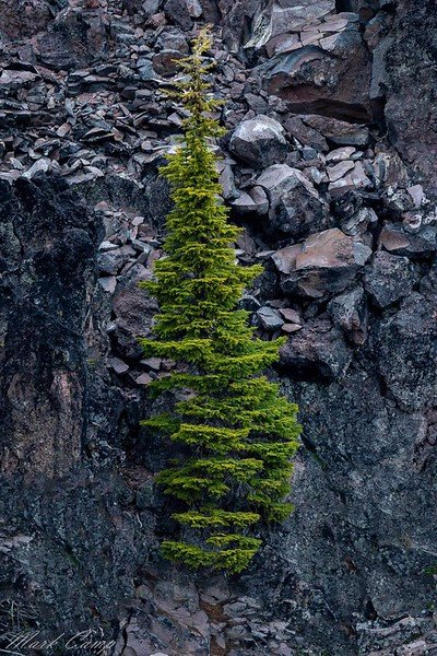Solve Dauntless Tree jigsaw puzzle online with 70 pieces