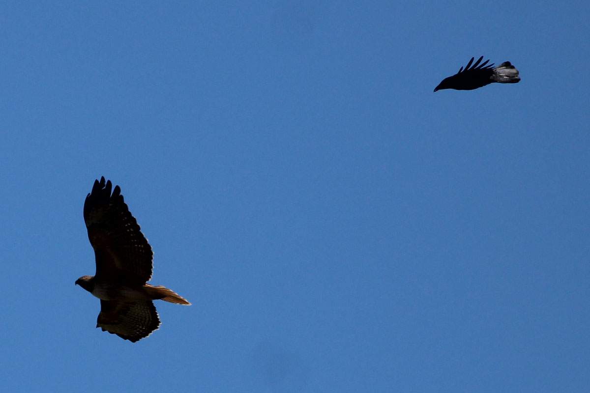 Solve Crow chasing Red-tailed Hawk at home, San Marcos, California ...