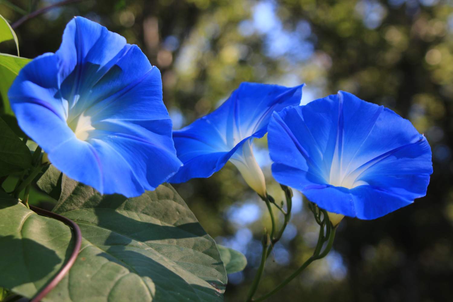 Solve Ah! Heavenly Blue! jigsaw puzzle online with 54 pieces