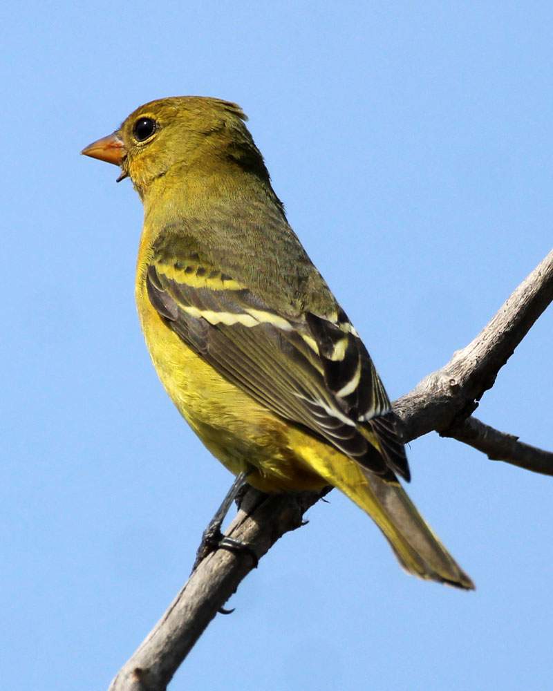 Solve Western Tanager, Famosa Slough, San Diego, California jigsaw ...