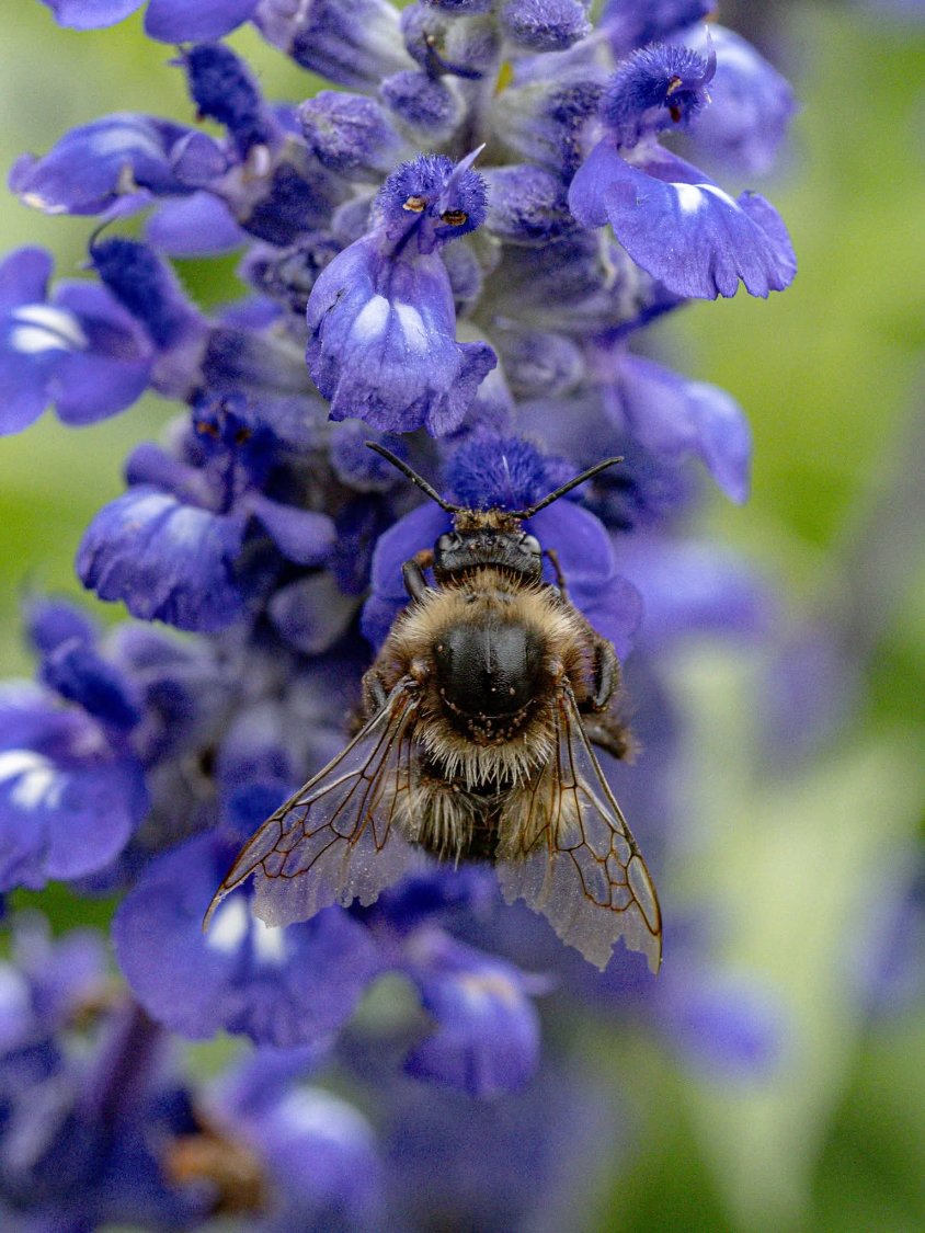 Solve Bees at work jigsaw puzzle online with 12 pieces