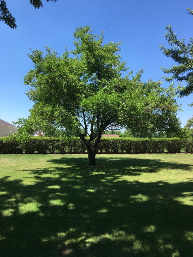 Solve Shade and the old apple tree jigsaw puzzle online with 20 pieces