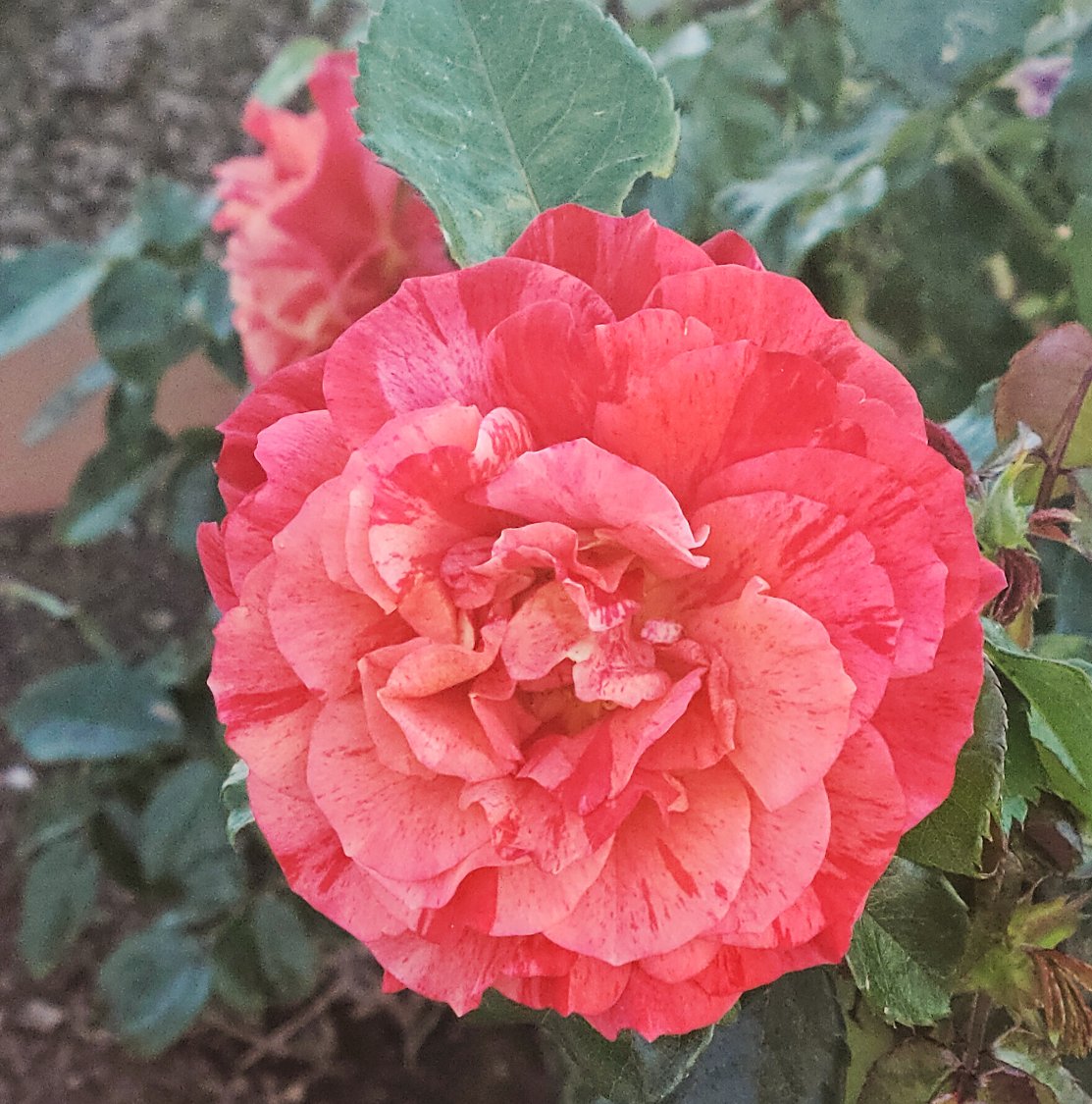 Solve Mottled Rose jigsaw puzzle online with 25 pieces