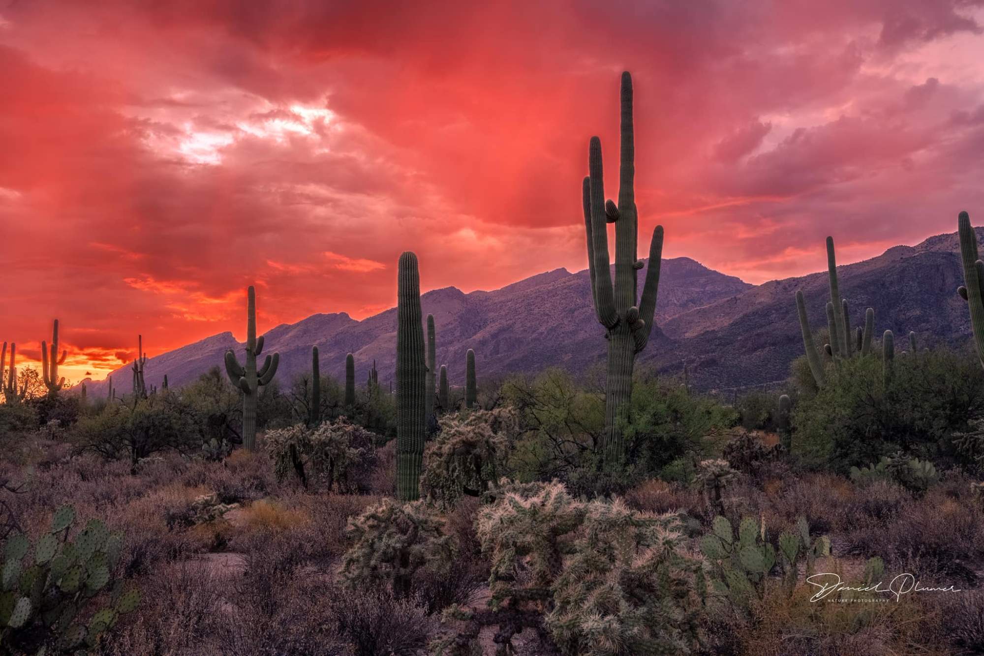 Solve Only in Arizona jigsaw puzzle online with 600 pieces