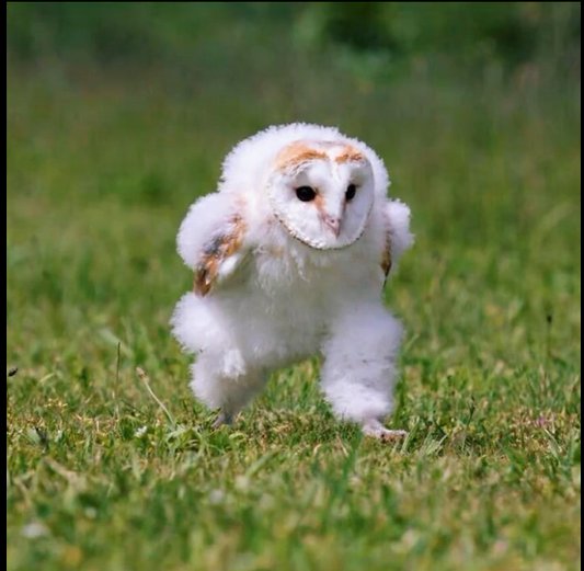 Solve Running Baby Barn Owl jigsaw puzzle online with 16 pieces