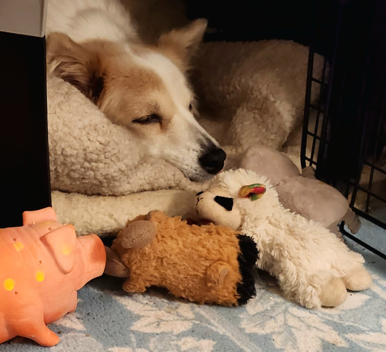 Solve Mabel finally sleeping ZzZzZz jigsaw puzzle online with 30 pieces