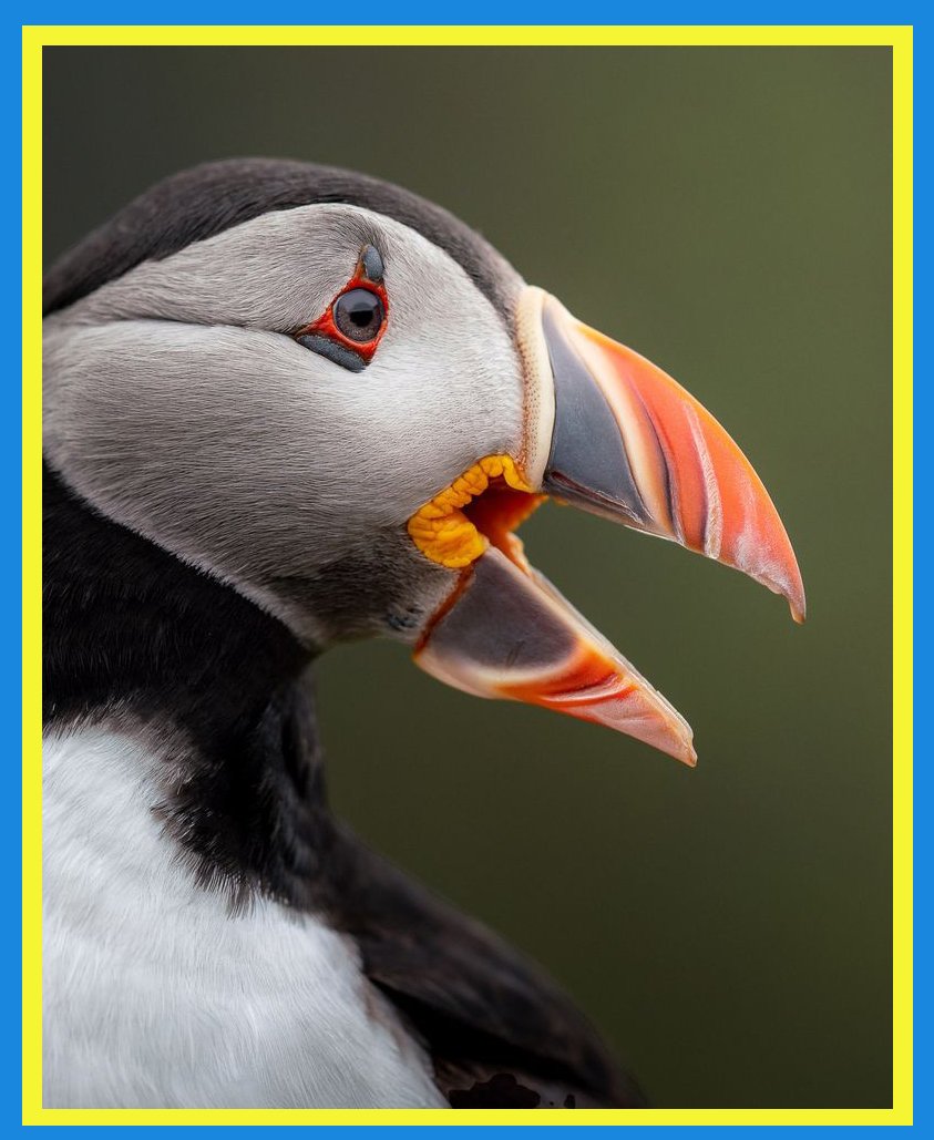 Solve Atlantic puffin jigsaw puzzle online with 80 pieces