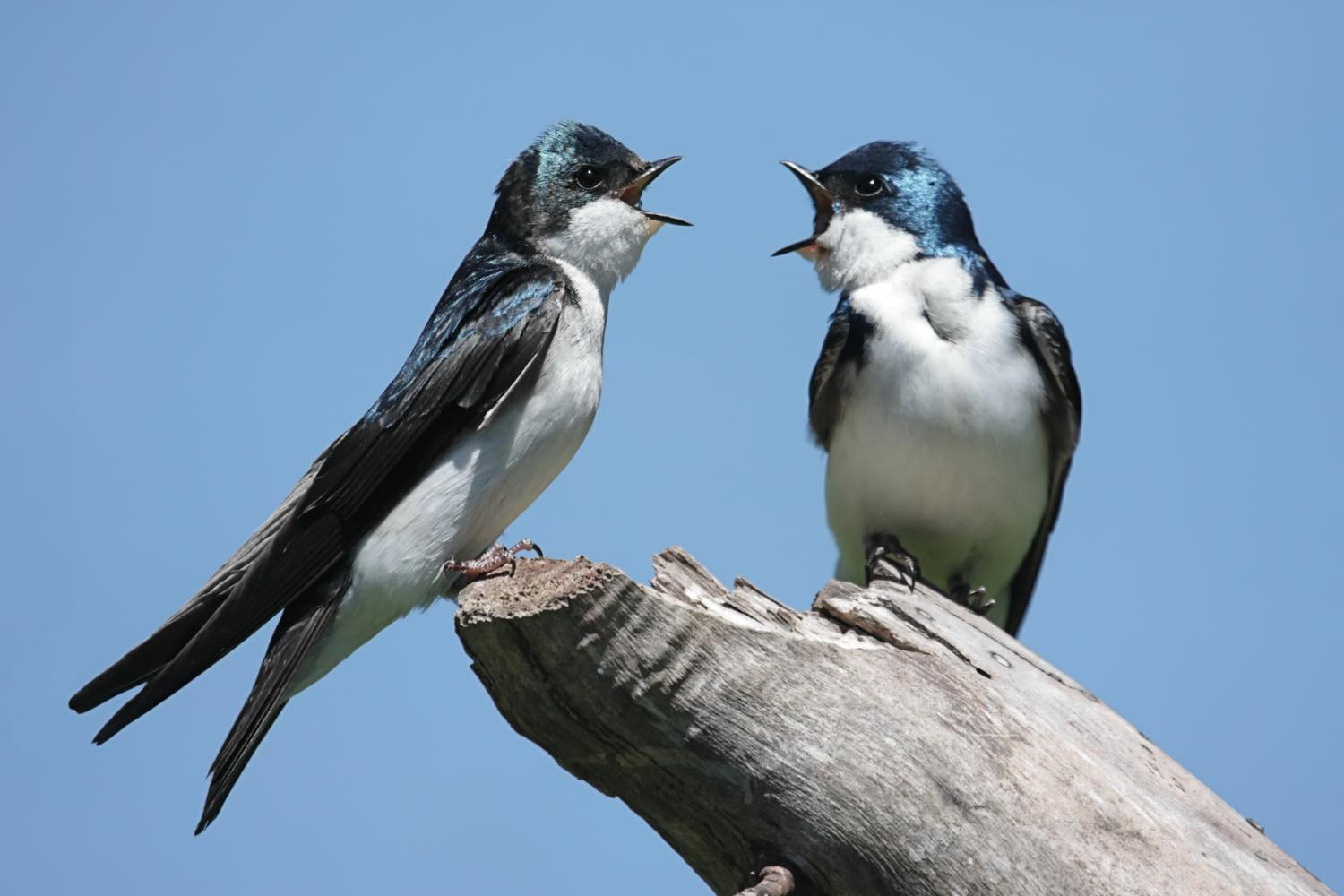 Solve Pair of Tree Swallows on a stump jigsaw puzzle online with 70 pieces