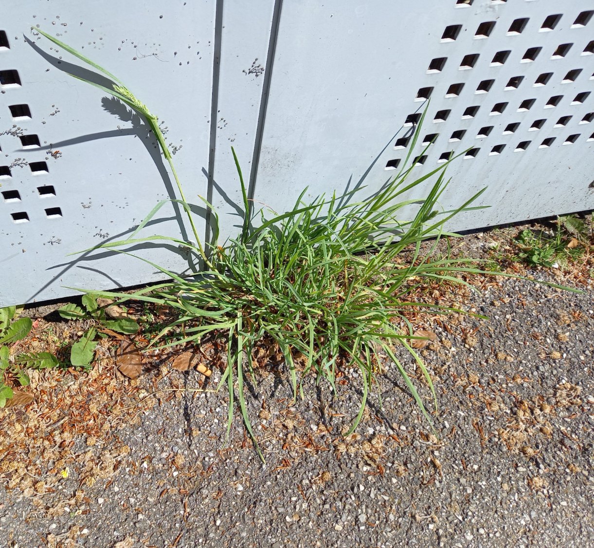 Solve Urban Biodiversity jigsaw puzzle online with 25 pieces