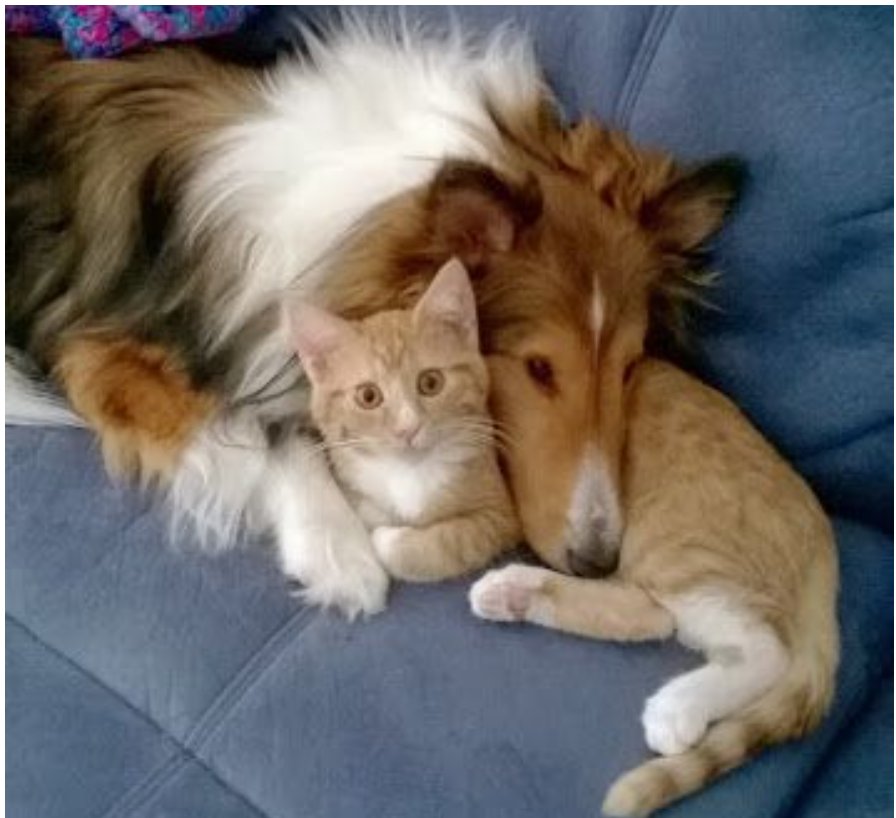 Solve Sharing and Caring jigsaw puzzle online with 16 pieces