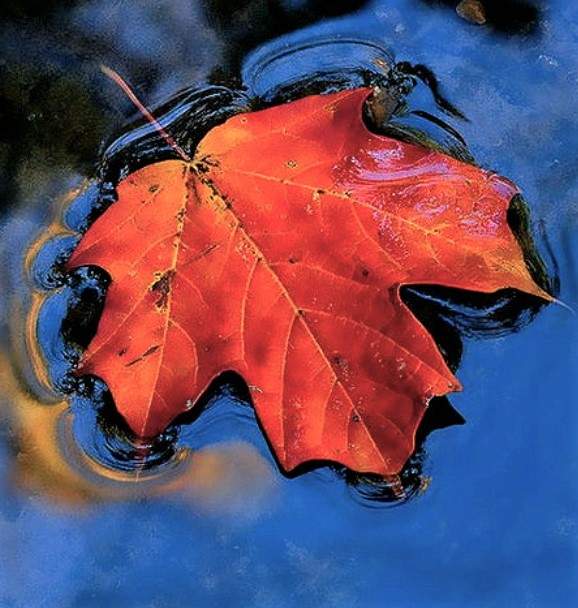 Solve Maple with blue sky reflection jigsaw puzzle online with 100 pieces