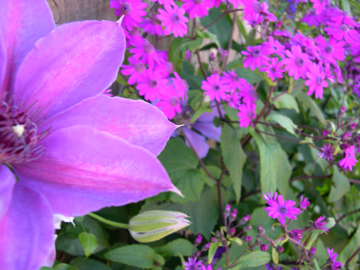 Solve Clematis 'Ruby Glow' and cinerarea jigsaw puzzle online with 108 ...