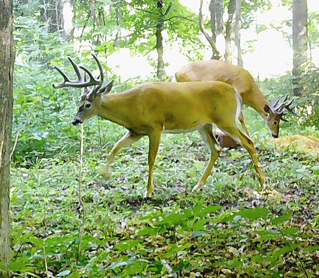 Solve Two Bucks in the Woods jigsaw puzzle online with 42 pieces