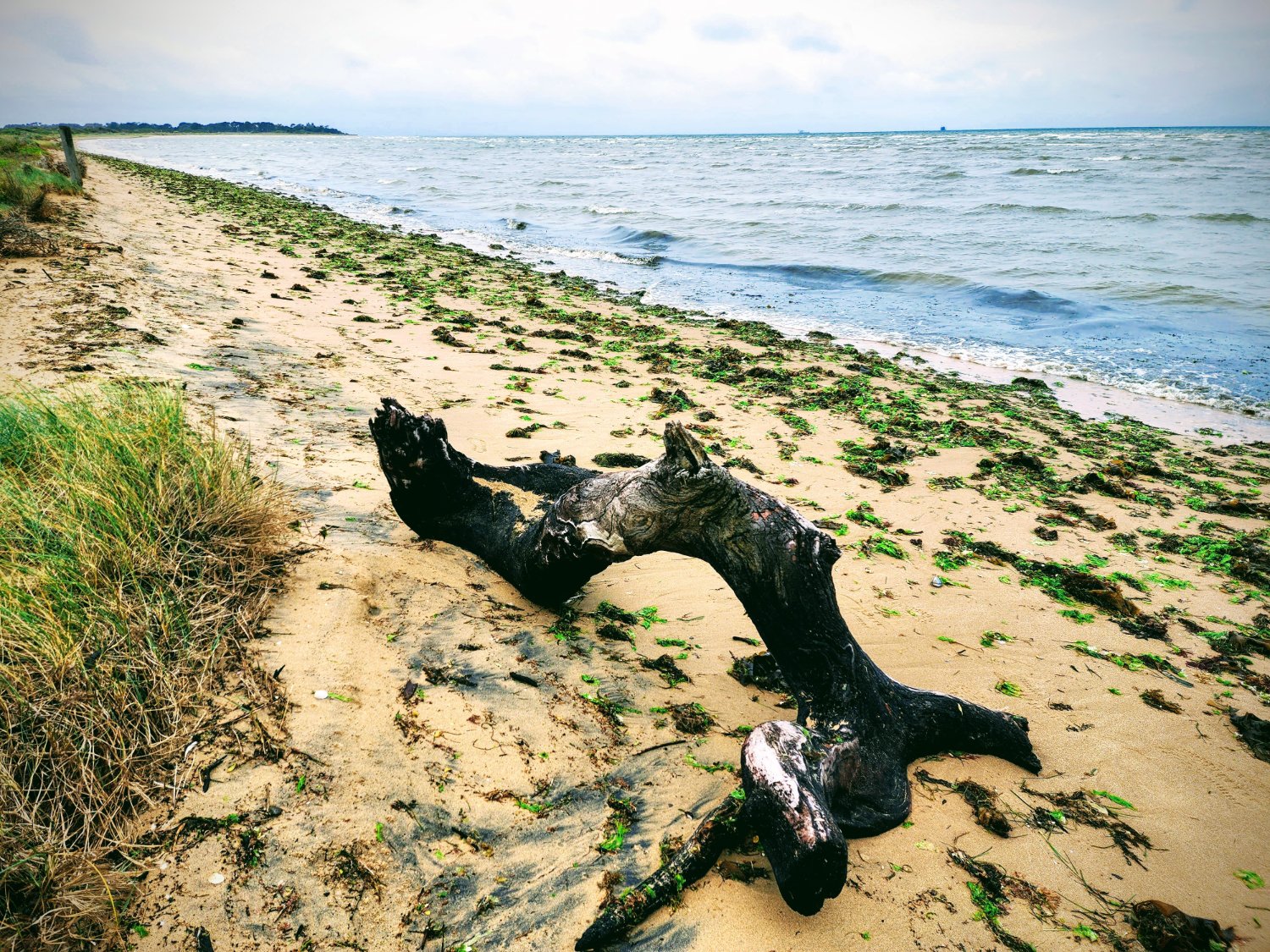 Solve Point Cook beach this morning 3 jigsaw puzzle online with 12 pieces