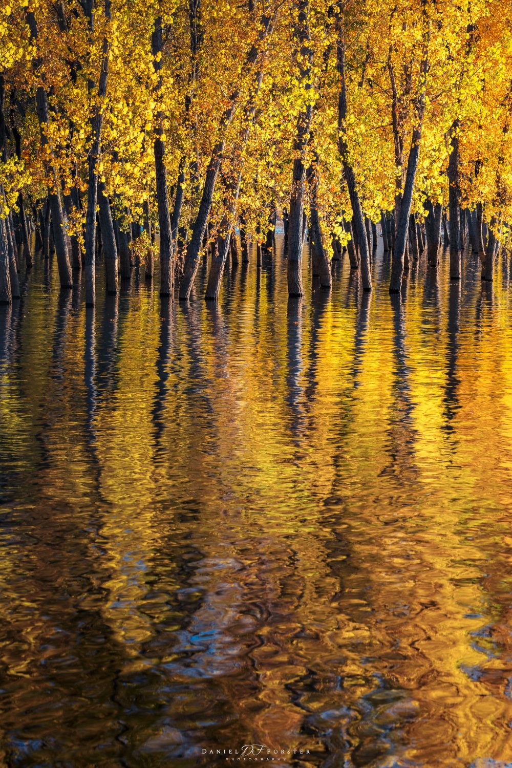Jigsaw Puzzle | Autumn reflections at Chatfield State Park | 176 pieces ...
