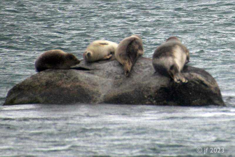 Solve Seals Napping jigsaw puzzle online with 35 pieces