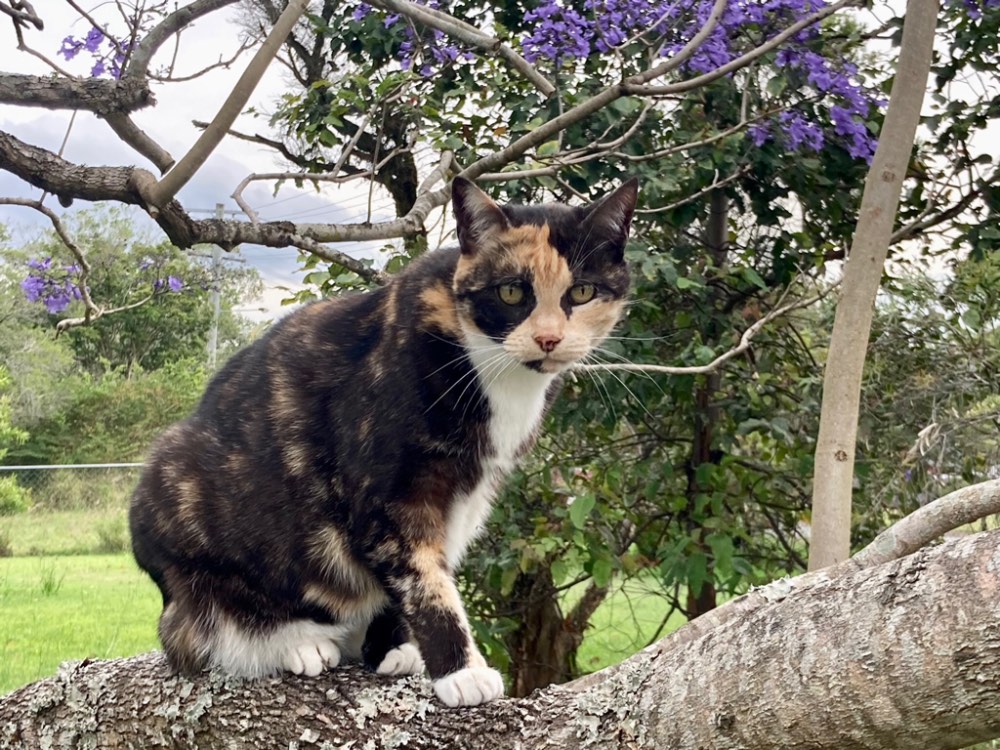 Solve Jacaranda tree with cat 🐱 jigsaw puzzle online with 12 pieces