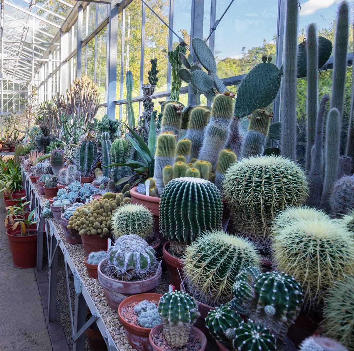 Solve Cacti - Botanic Gardens jigsaw puzzle online with 100 pieces
