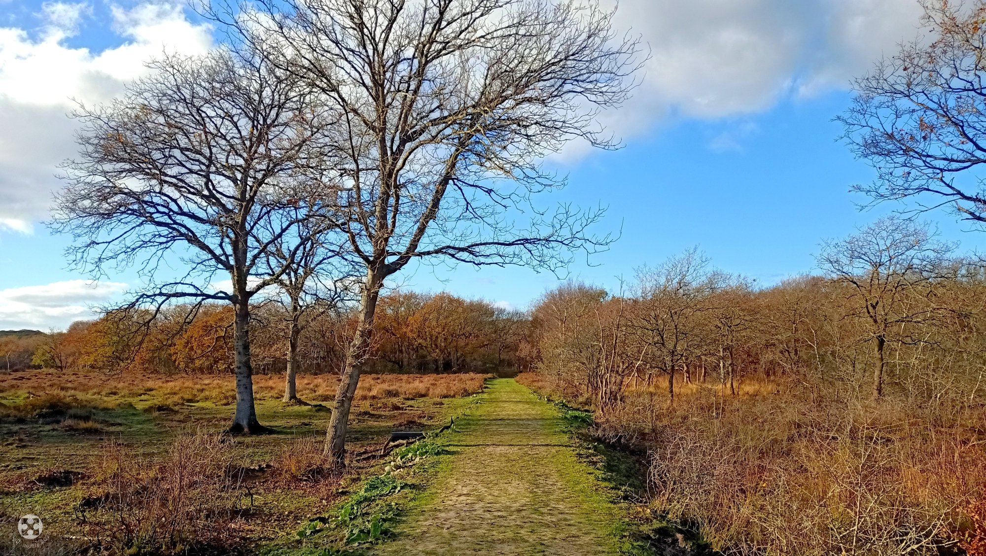 Jigsaw Puzzle | 66 pieces | Het Woud 🇳🇱, Noordhollands duinreservaat (2 ...